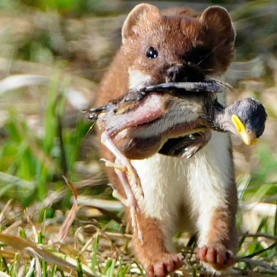 Pest management – Te Ara Kakariki