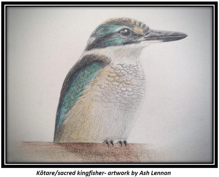 Kōtare | Sacred Kingfisher – Te Ara Kakariki